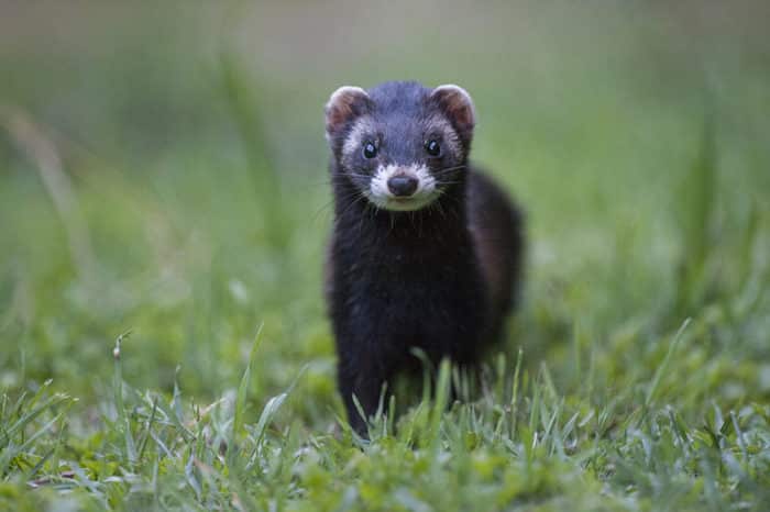 Le putois : petit inconnu de nos campagnes - Magazine Village