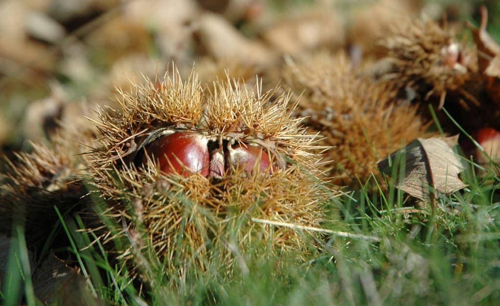 La châtaigne, aux couleurs de l’automne - Magazine Village