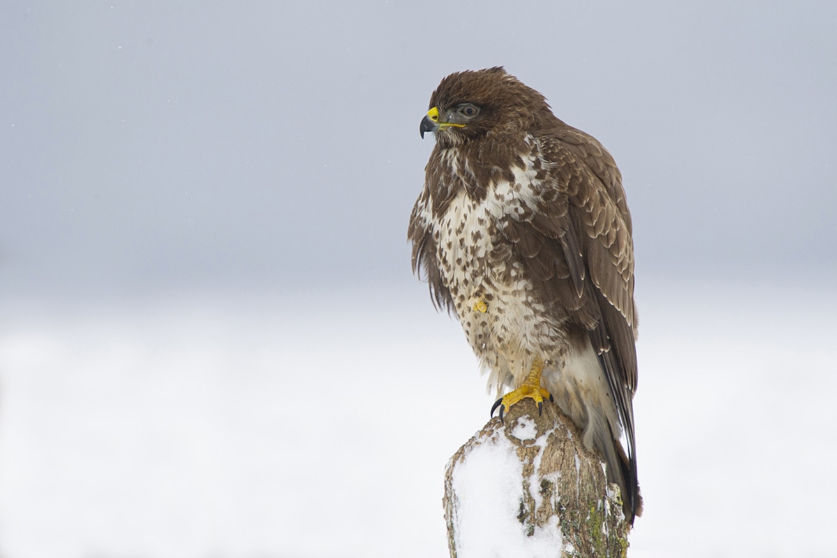 La buse, le rapace le plus facile à observer - Magazine Village