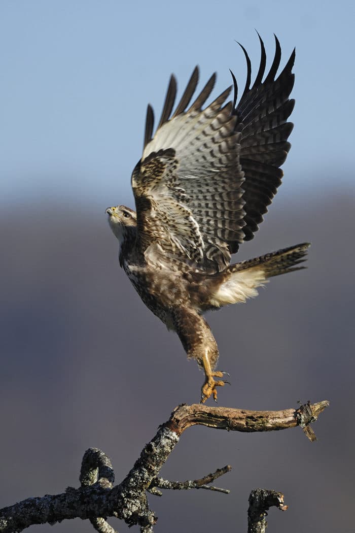 La buse, le rapace le plus facile à observer - Magazine Village